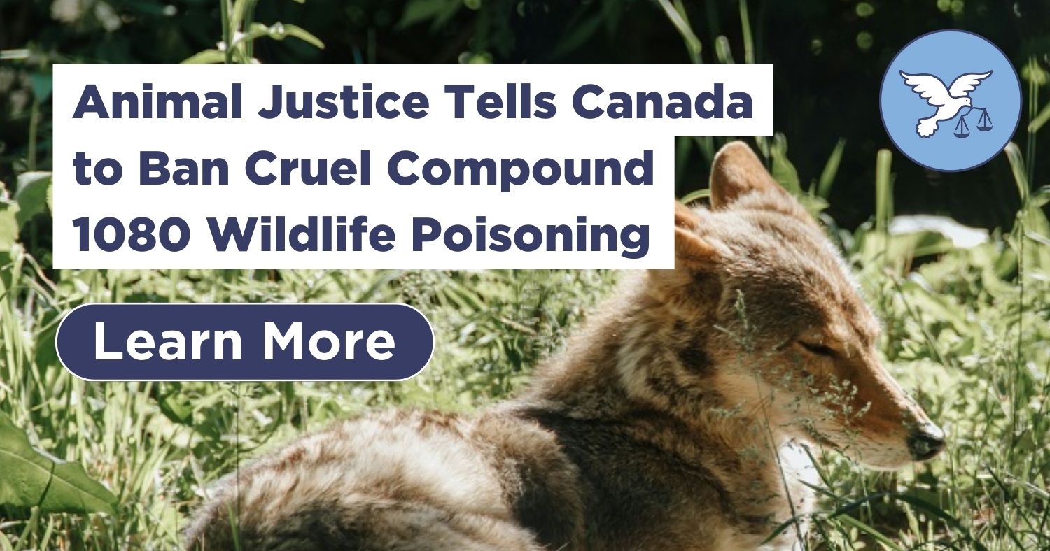 Animal Justice Tells Canada to Ban Cruel Compound 1080 Wildlife ...