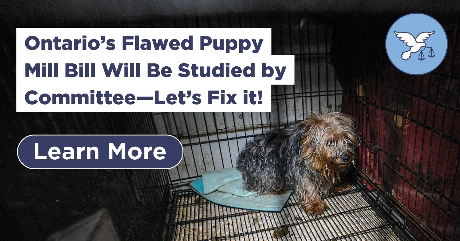 Ontario’s Flawed Puppy Mill Bill Will Be Studied by Committee—Let’s Fix ...