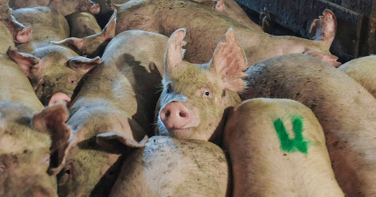 Here's Why Animals Keep Burning to Death in Canadian Barn Fires ...