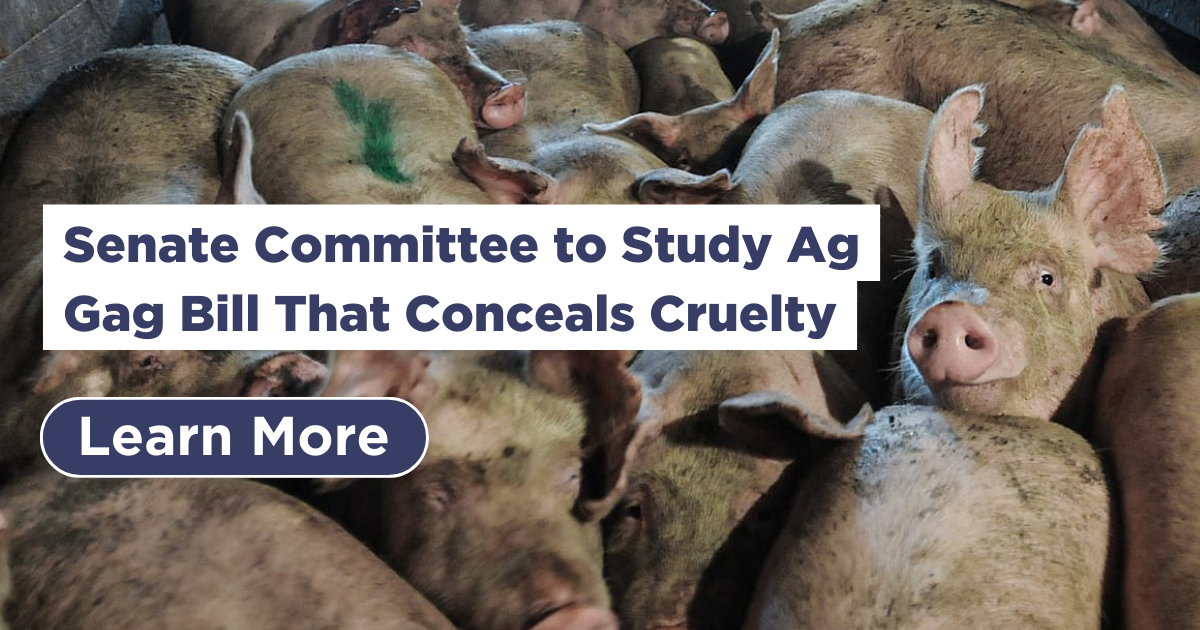 Senate Committee to Study Ag Gag Bill That Conceals Cruelty - Animal Justice