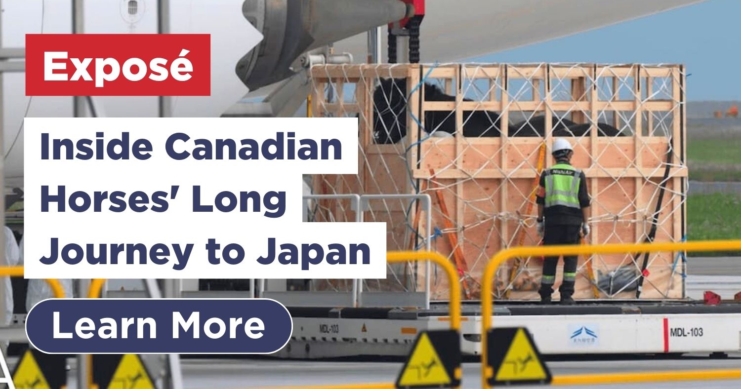 Flying Above the Law: Inside Canadian Horses' Long Journey to Japan ...