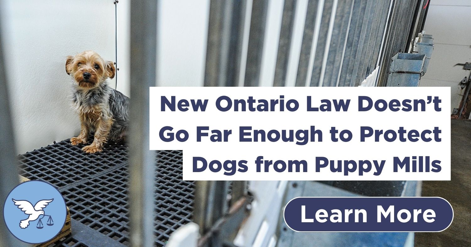 New Ontario Law Doesn’t Go Far Enough to Protect Dogs from Puppy Mills ...