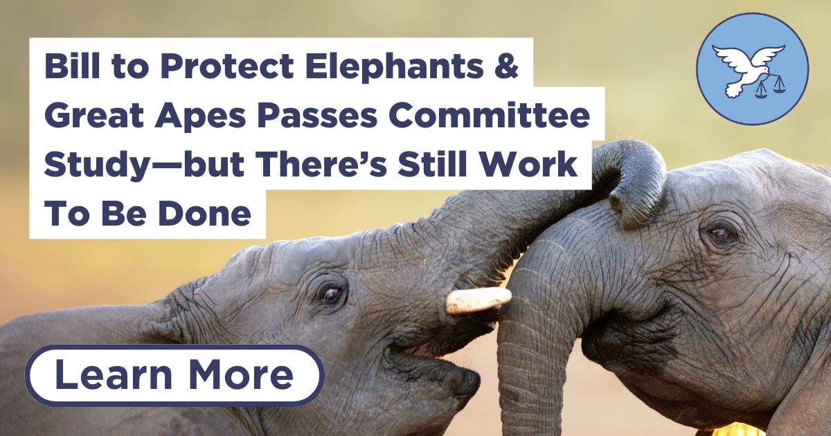 Progress! Bill to Protect Elephants & Great Apes Passes Committee Study ...