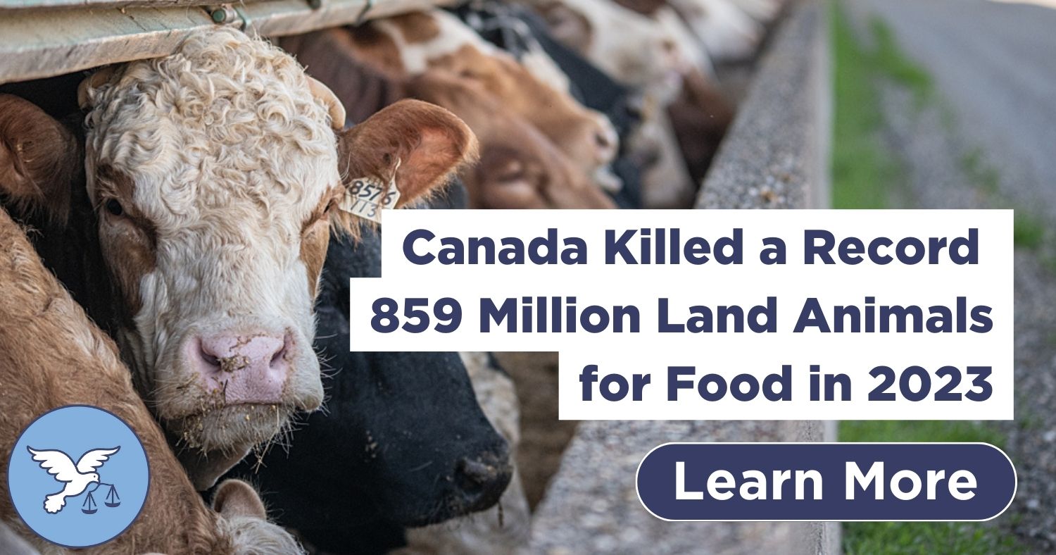 Canada Killed a Record 859 Million Land Animals for Food in 2023 ...
