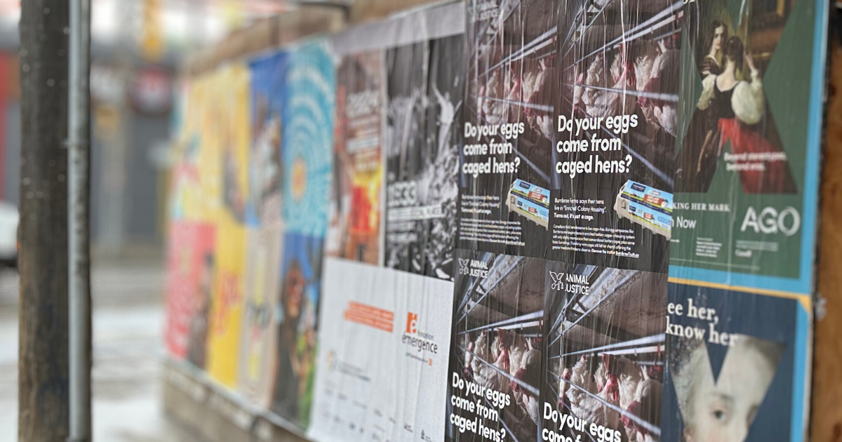 Join Our National Postering Campaign for Hens in Cages - Animal Justice