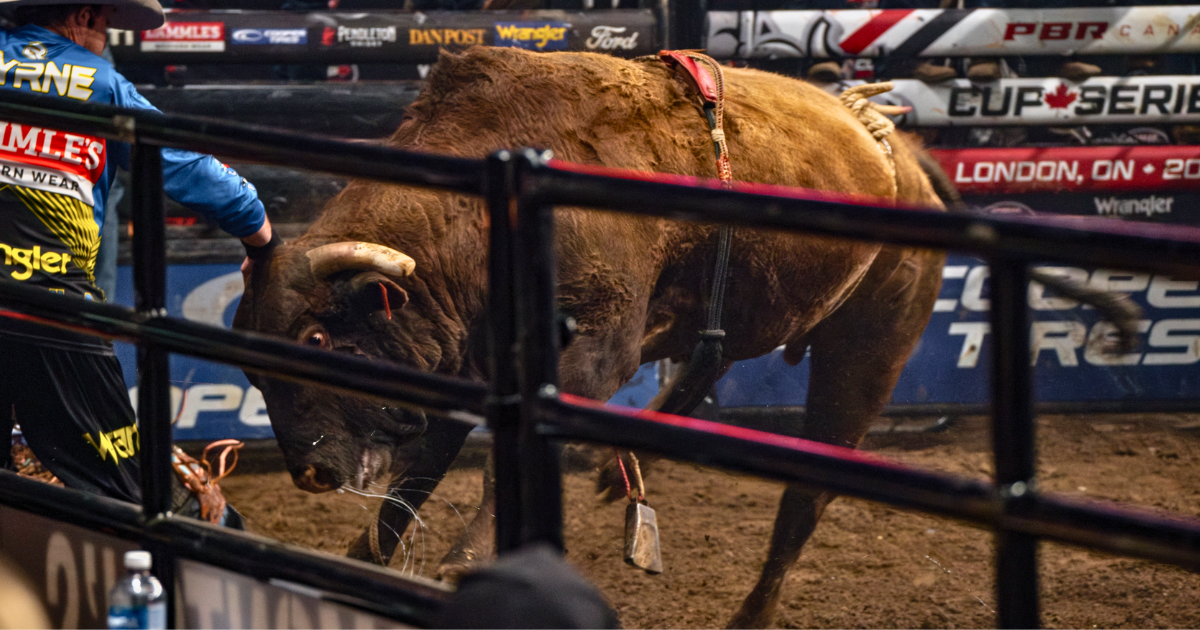 Exposed: The Dark Reality of Bull Riding - Animal Justice
