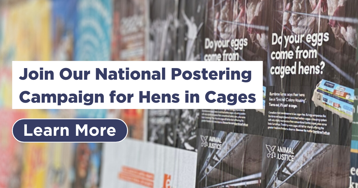 Join Our National Postering Campaign for Hens in Cages - Animal Justice