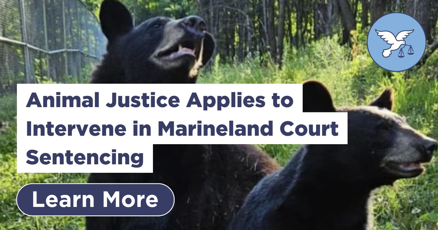 Animal Justice Applies to Intervene in Court Sentencing Over Marineland ...