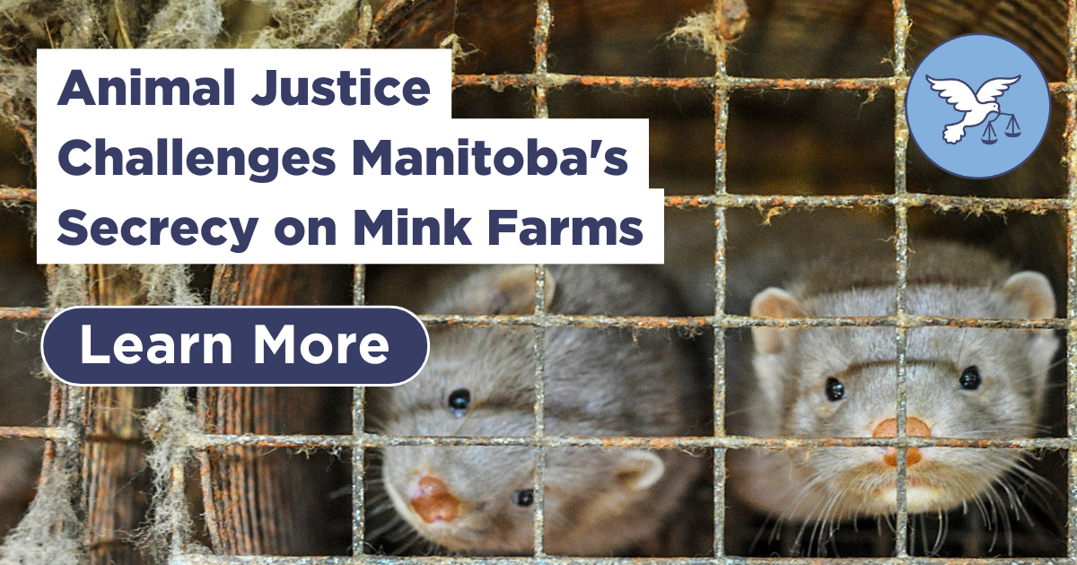Animal Justice Challenges Manitoba's Secrecy on Mink Farms - Animal Justice