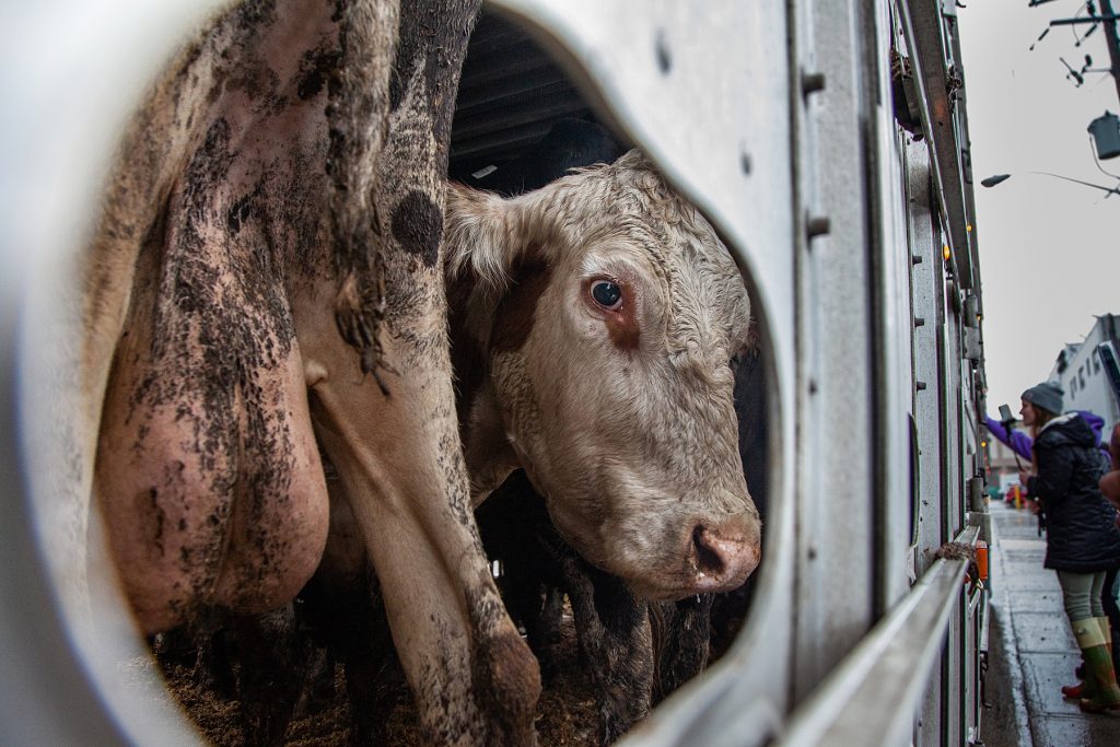 Thousands of Pigs Likely Suffocated from Poison Gas During Storm ...