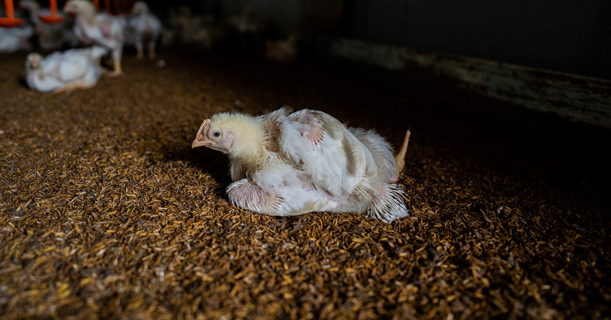 End Barbaric Killing Methods in NFACC Poultry Code - Animal Justice