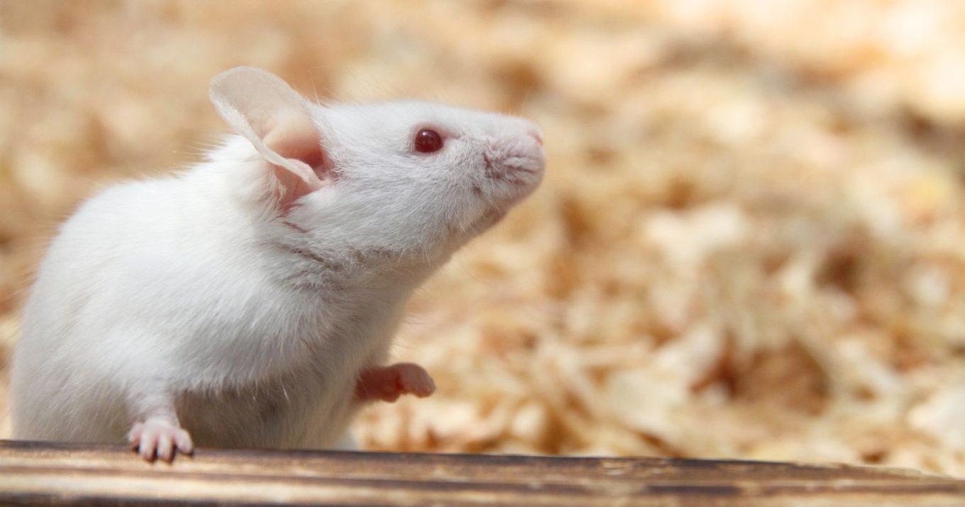 Canada Releases Strategy to Reduce & Replace Animals in Toxicity ...