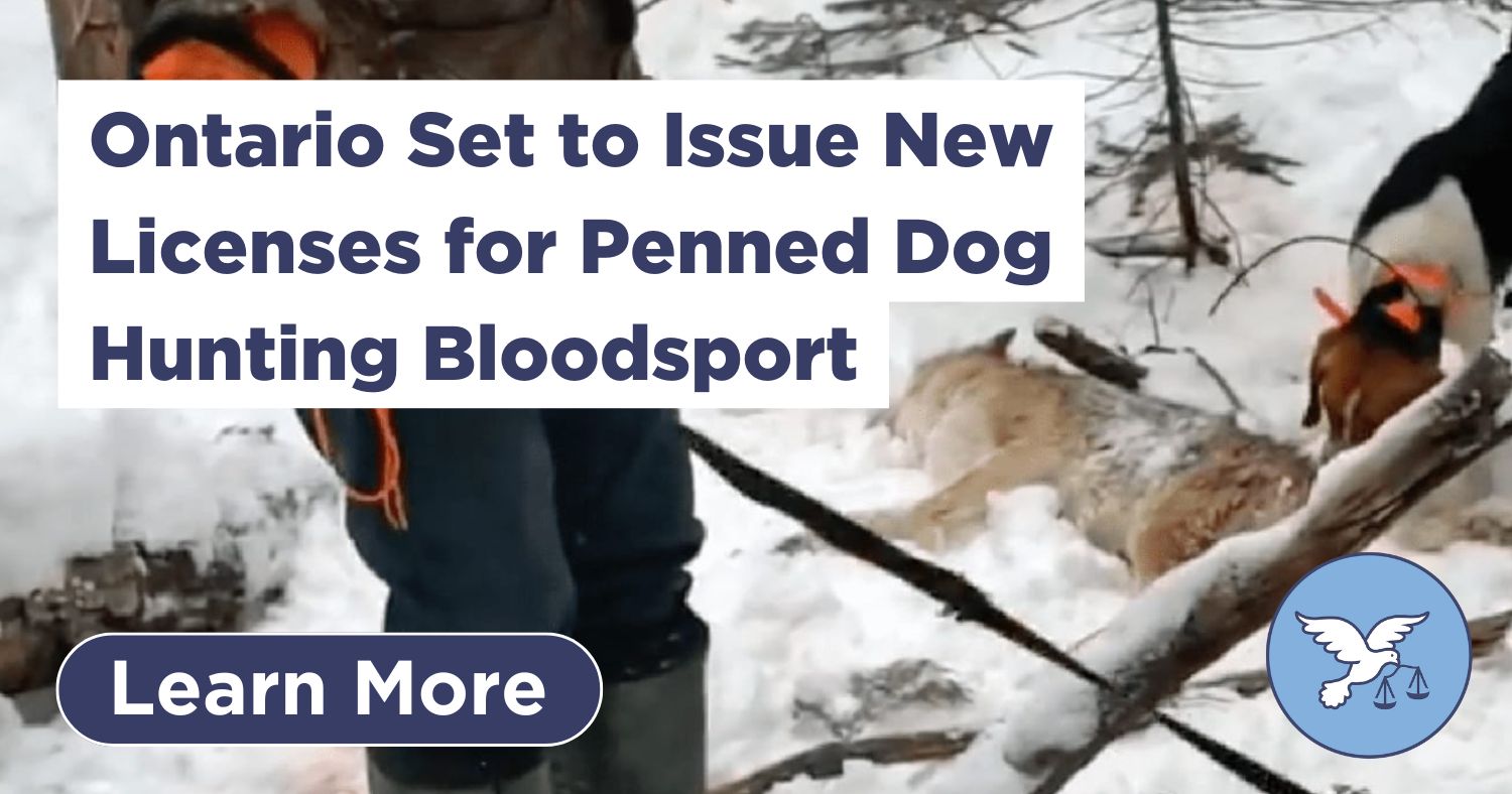 Ontario Set to Issue New Licenses for Penned Dog Hunting Bloodsport ...