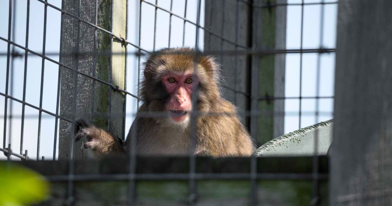 Save Boogie: Misconduct Complaint Filed After Authorities Fail to Act ...