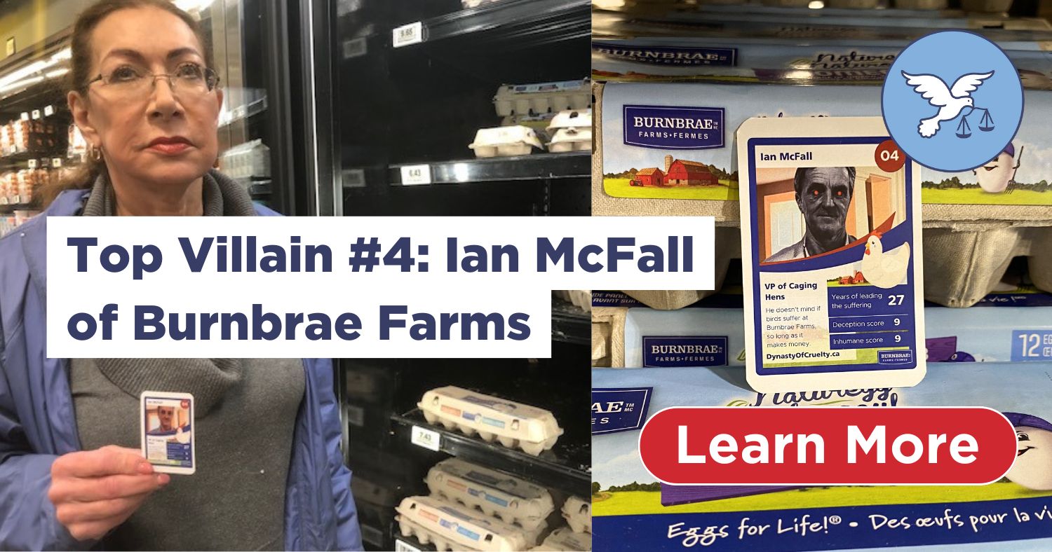 Top Villain #4: Ian McFall of Burnbrae Farms - Animal Justice