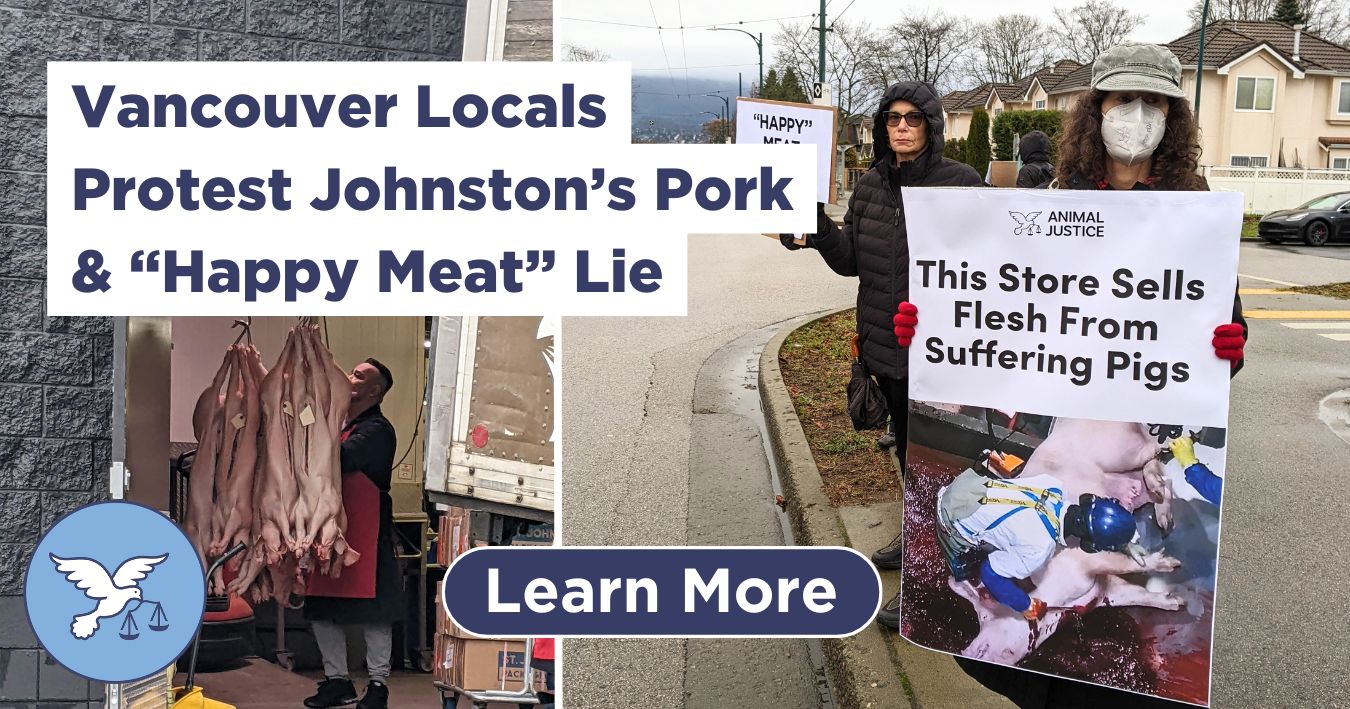 Vancouver Locals Protest Johnston’s Pork & “Happy" Meat Lie - Animal ...
