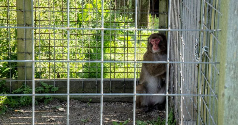 Animal Justice 2024 Year In Review - Animal Justice