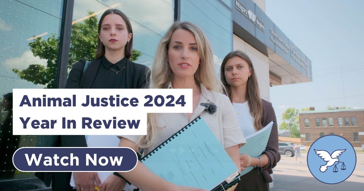 Animal Justice 2024 Year In Review - Animal Justice