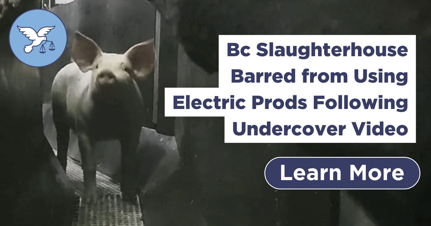 Johnston’s Meats Barred from Using Electric Prods Following Undercover Video - Animal Justice