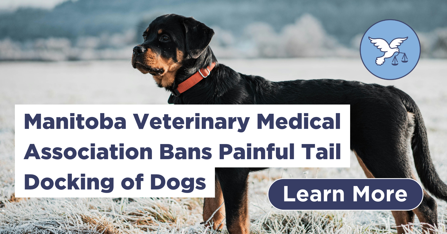 Manitoba Veterinary Medical Association Bans Painful Tail Docking of ...