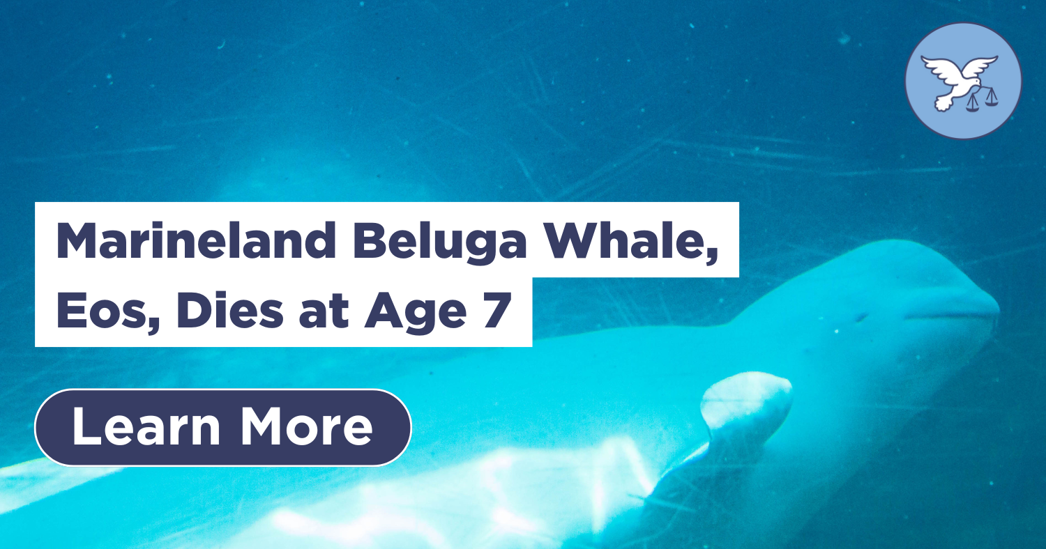 Marineland Beluga Whale, Eos, Dies at Age 7 - Animal Justice
