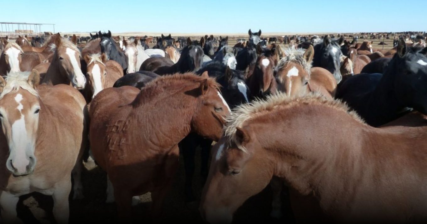 Live Horse Exports for Slaughter - Animal Justice