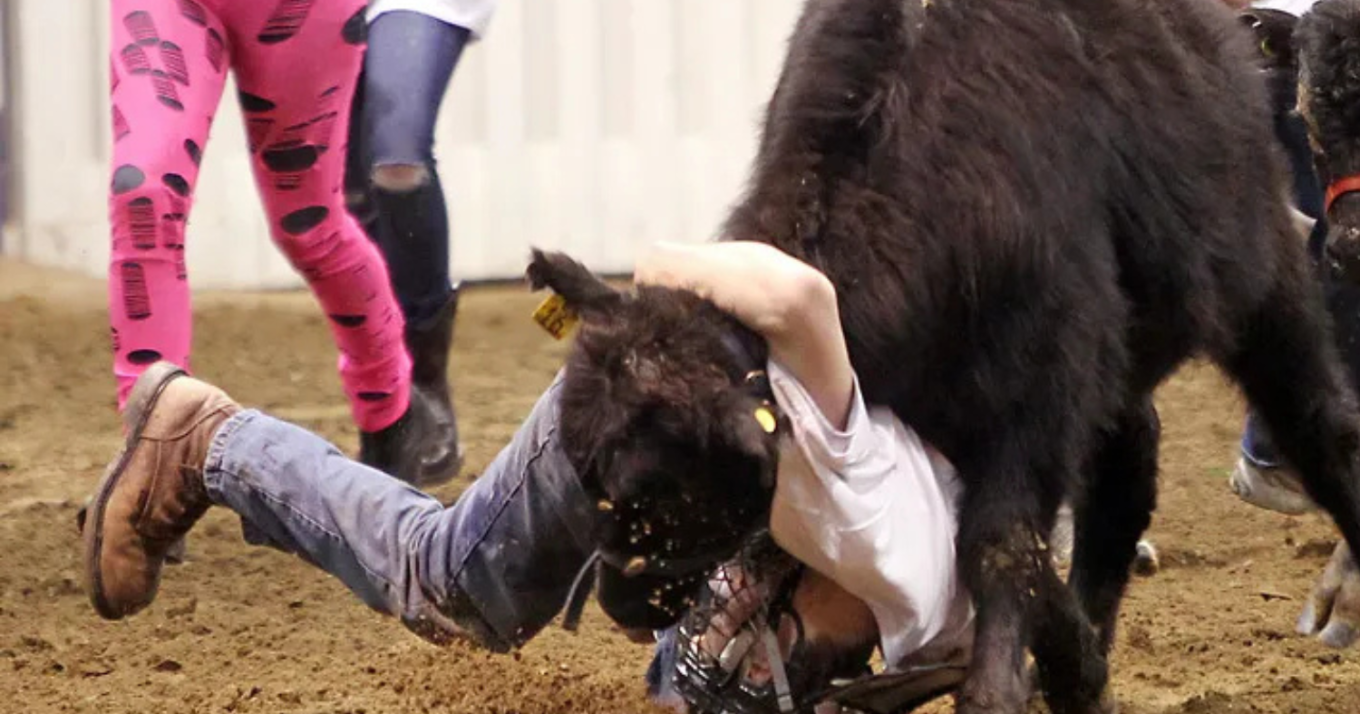 Royal Manitoba Winter Fair Calf Scramble is Cruel & Likely Illegal ...