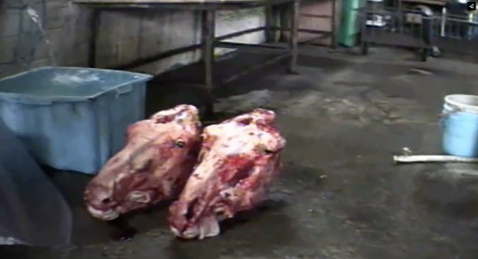 Live Horse Exports for Slaughter - Animal Justice