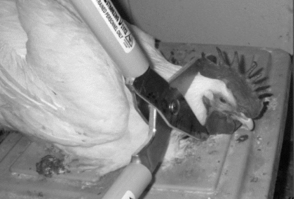 Here's How the Canadian Government Kills Millions of Birds In Response ...