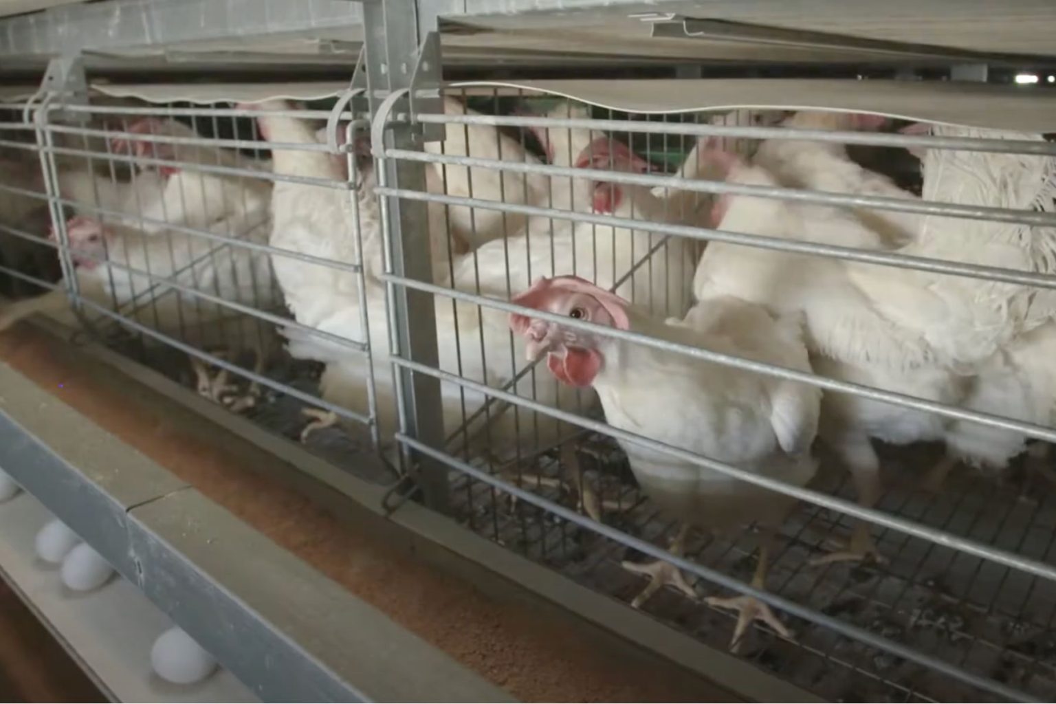 The National Farm Animal Care Council (NFACC) Continues to Fail Laying ...
