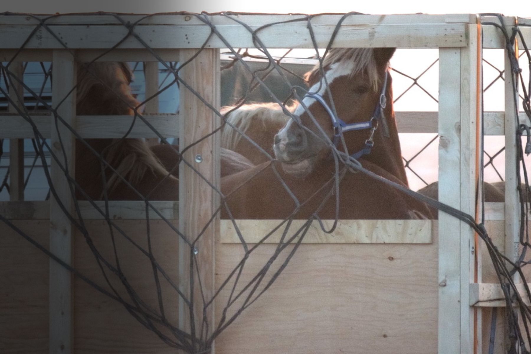Animal Justice: Canada’s National Animal Law Advocacy Organization