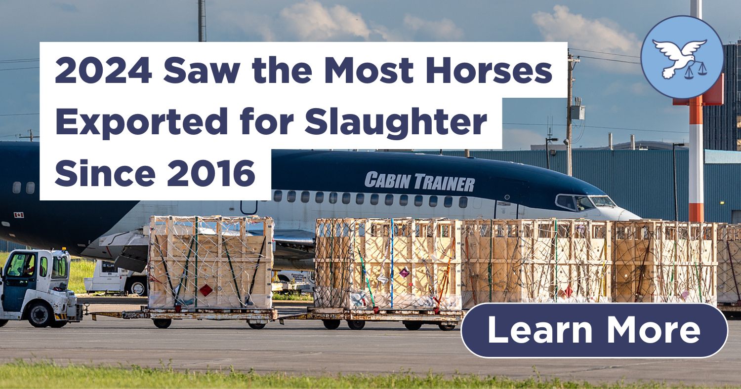 2024 Saw the Most Horses Exported for Slaughter Since 2016 - Animal Justice