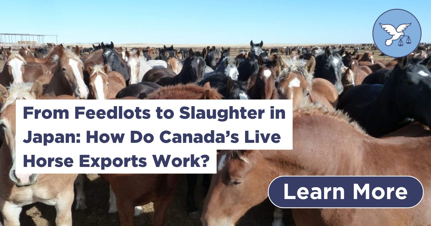 The Cruel Reality of Live Horse Exports to Japan: A Call to Action ...