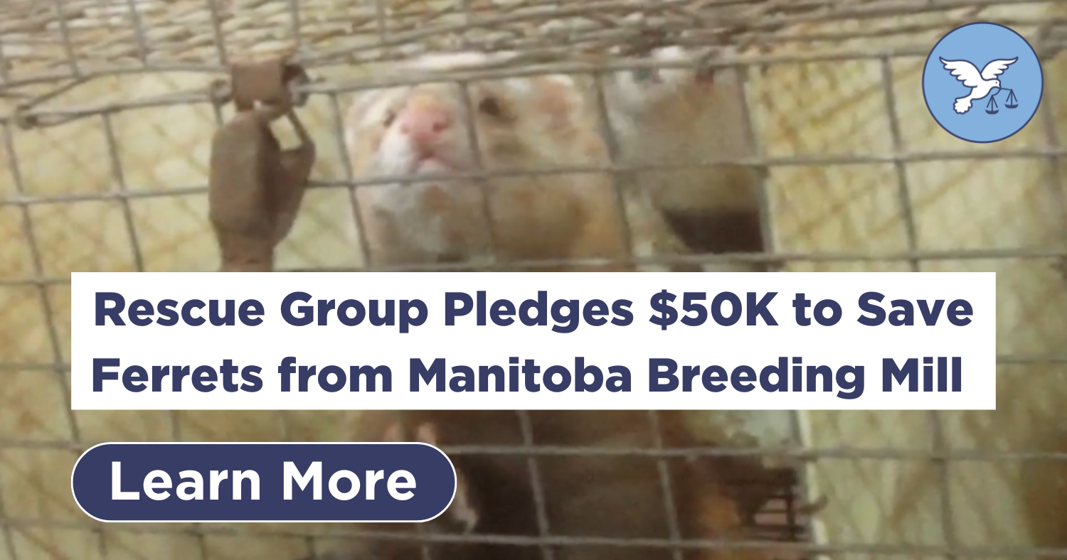 Rescue Group Pledges $50K to Save Ferrets from Manitoba Breeding Mill ...