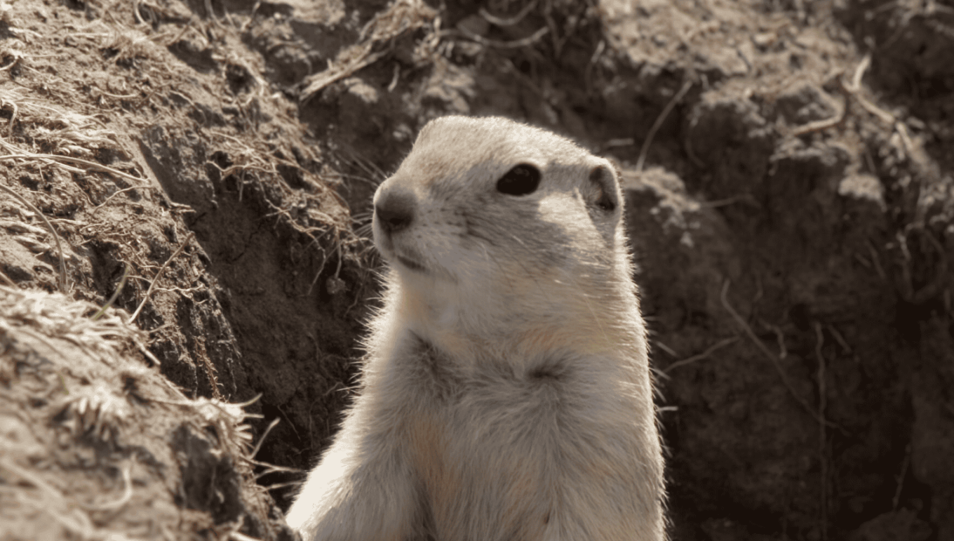 Winnipeg Plans to Gas Ground Squirrels to Death In Their Burrows - Animal Justice