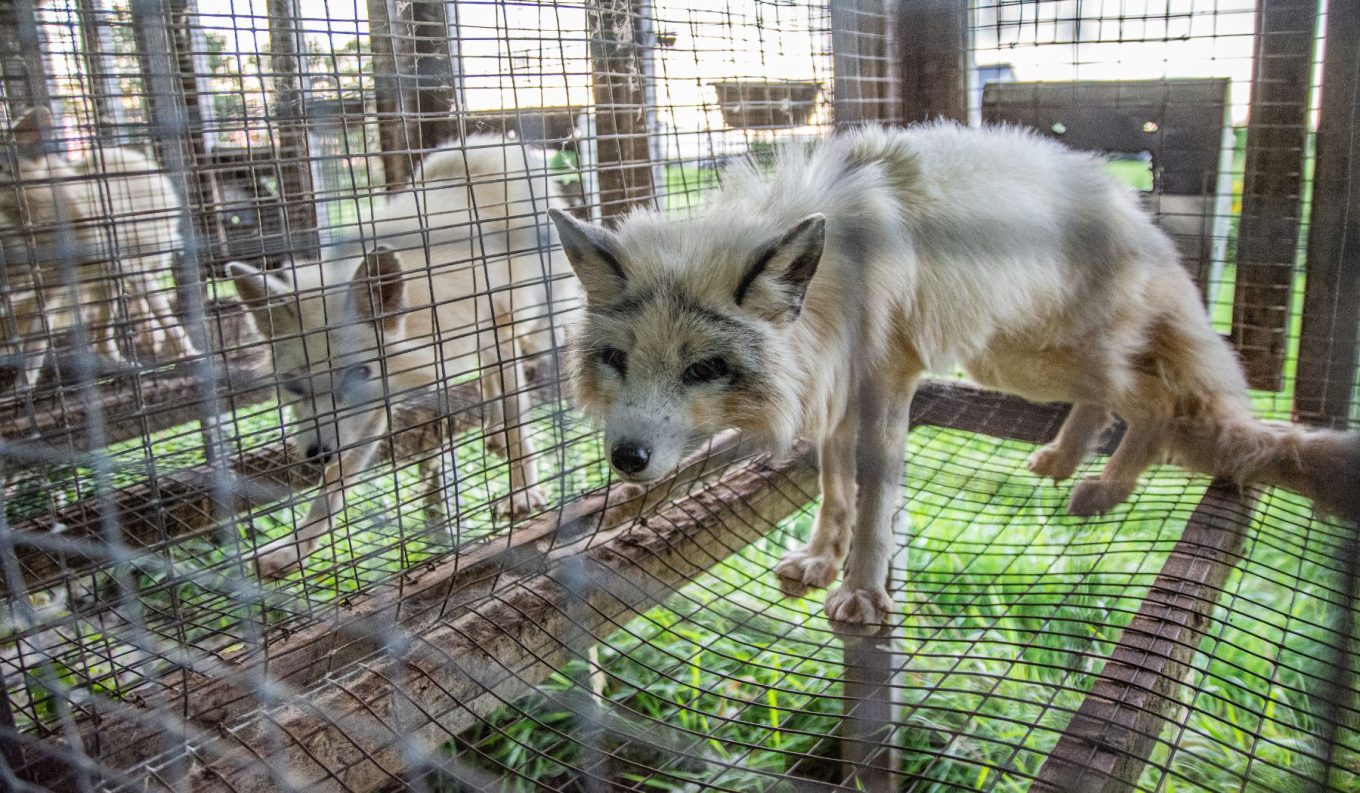 Protest: Montreal Citizens Demand an End to Fur Farming - Animal Justice