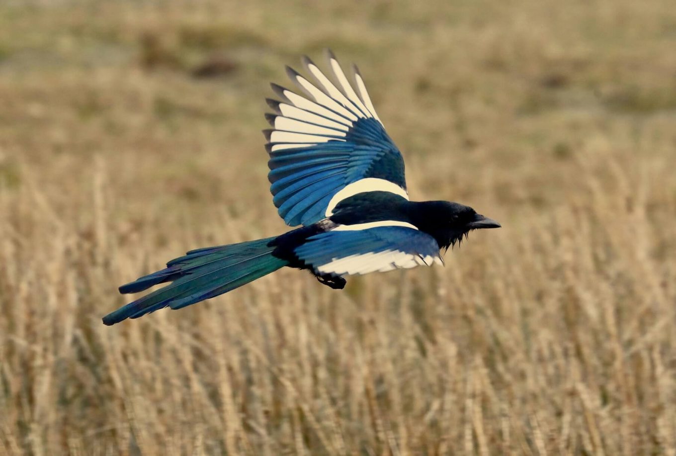 Crows & Magpies Will be Shot Dead in Mass Killing Contest in Manitoba ...