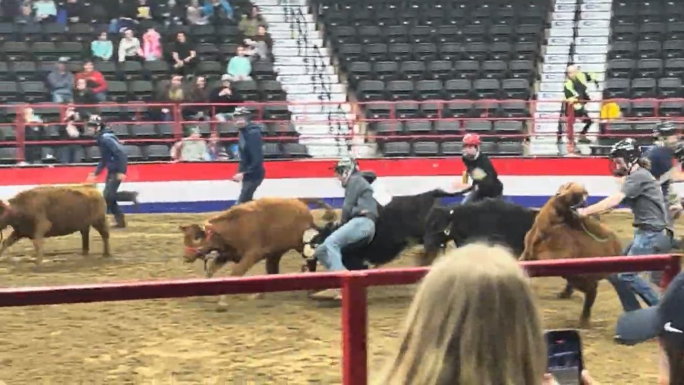 Teens Tackle & Flip Over Baby Cows at Royal Manitoba Winter Fair Calf ...