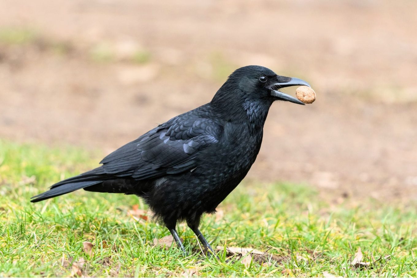Crows & Magpies Will be Shot Dead in Mass Killing Contest in Manitoba ...