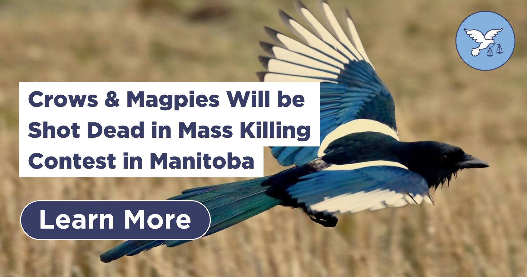 Crows & Magpies Will be Shot Dead in Mass Killing Contest in Manitoba ...