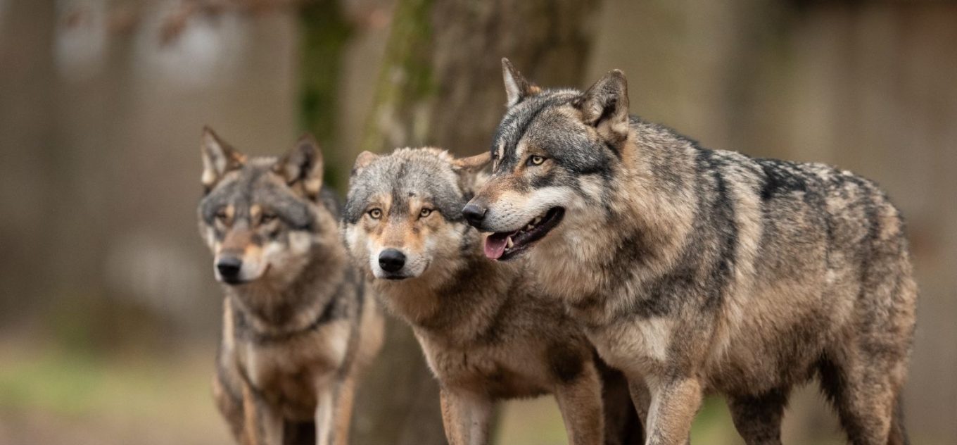 Victory! Alberta Ends Use of Compound 1080 on Wolves - Animal Justice