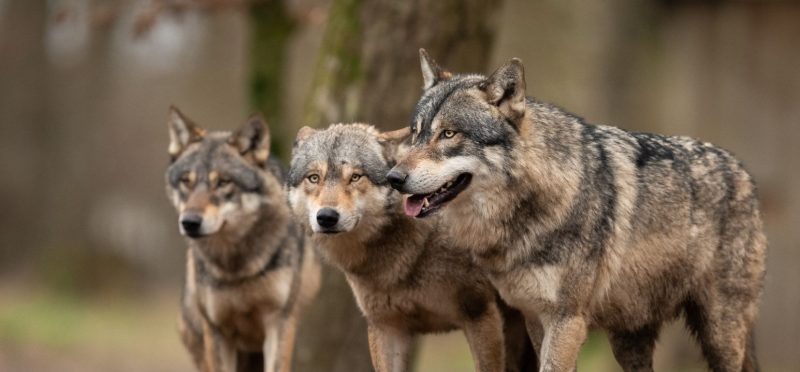 Victory! Alberta Ends Use of Compound 1080 on Wolves - Animal Justice