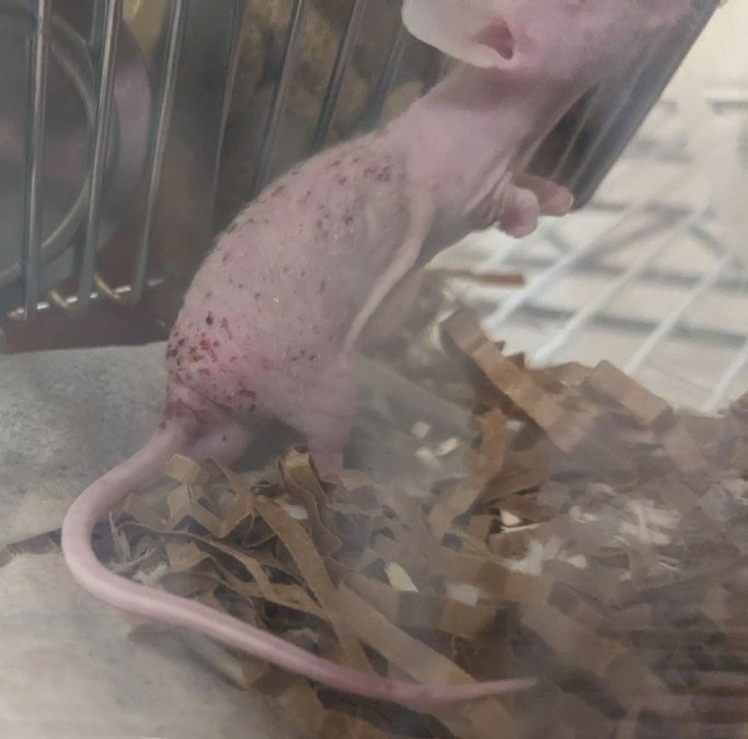 Dogs Brutalized & Killed in Secret Lab at St. Joseph's Hospital ...