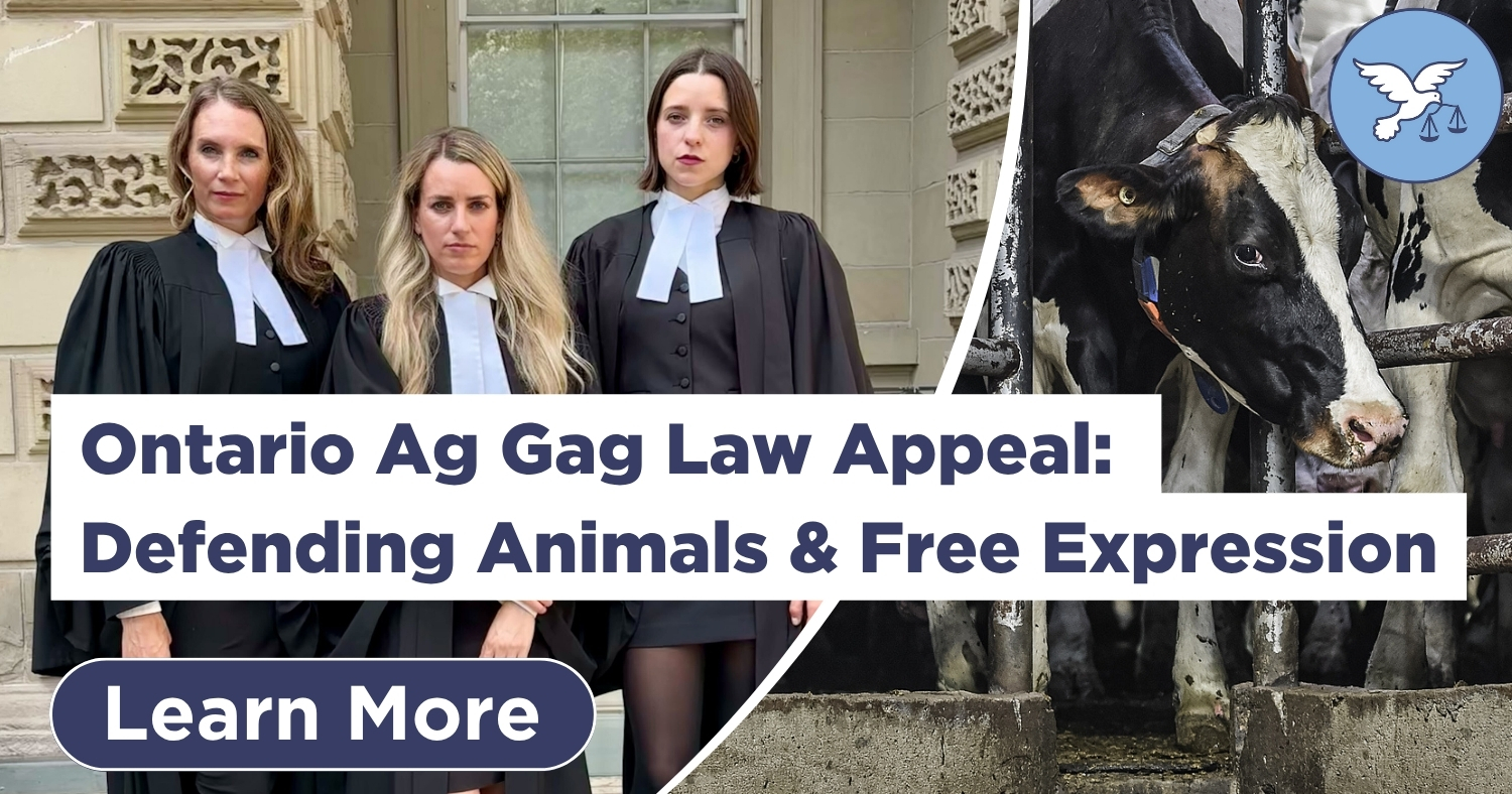 Ontario Ag Gag Law Appeal: Defending Animals & Free Expression - Animal Justice