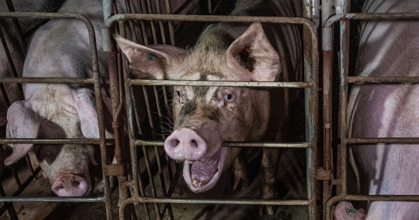 Animal Justice Back in Court to Defend Ontario Ag Gag Victory - Animal ...