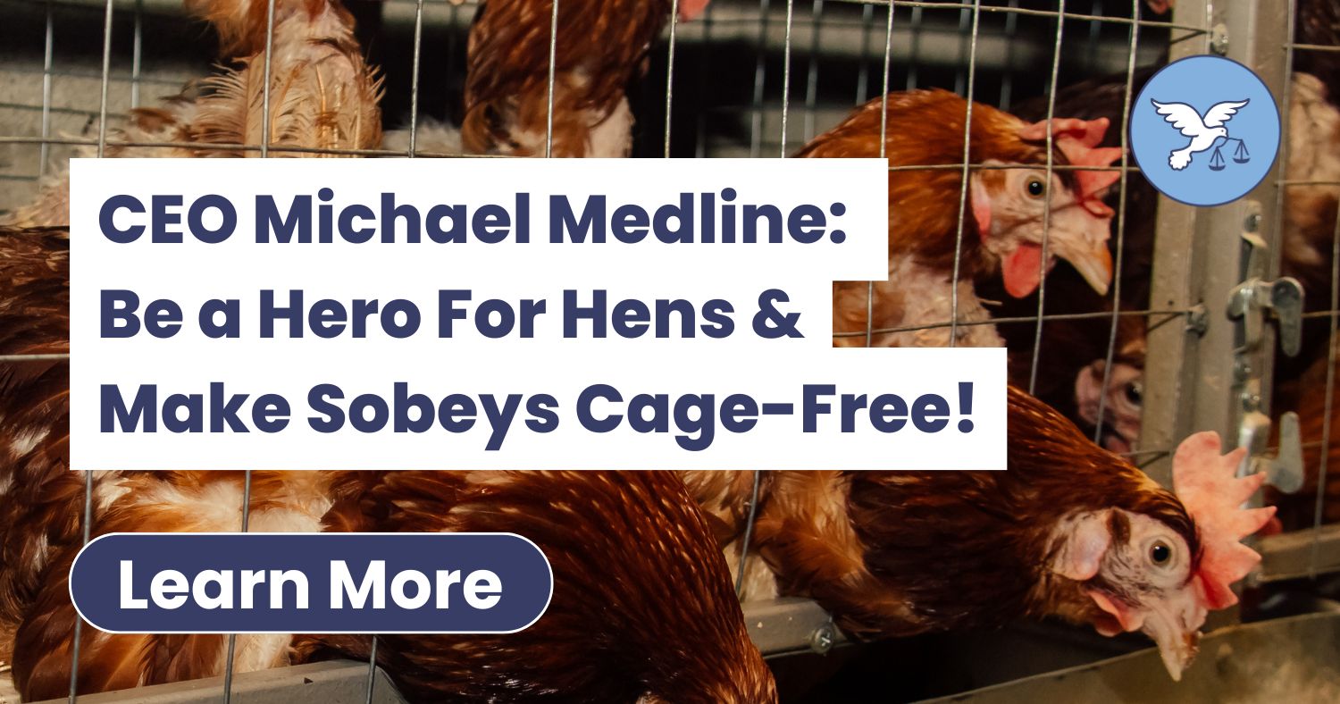 CEO Michael Medline: Be a Hero For Hens & Make Sobeys Cage-Free ...