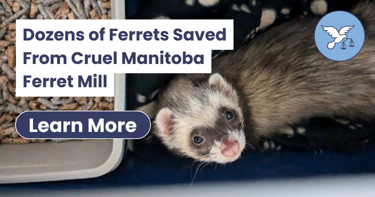 Dozens of Ferrets Saved From Cruel Manitoba Ferret Mill, But Owner ...