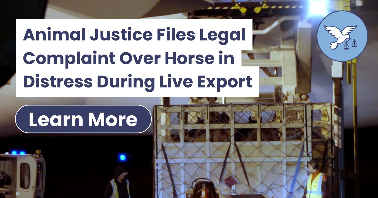 Animal Justice Files Legal Complaint Over Horse in Distress During Live ...