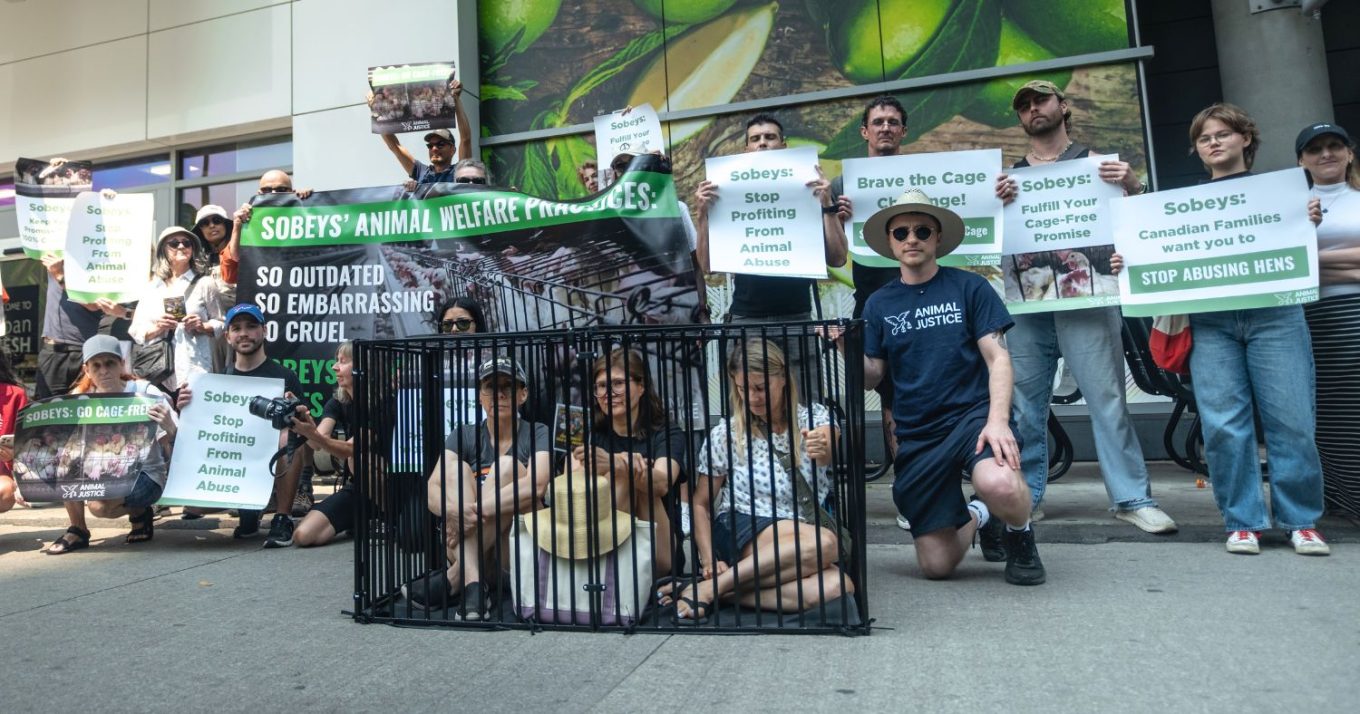 This Saturday! Sobeys Protest & Brave the Cage Challenge - Animal Justice