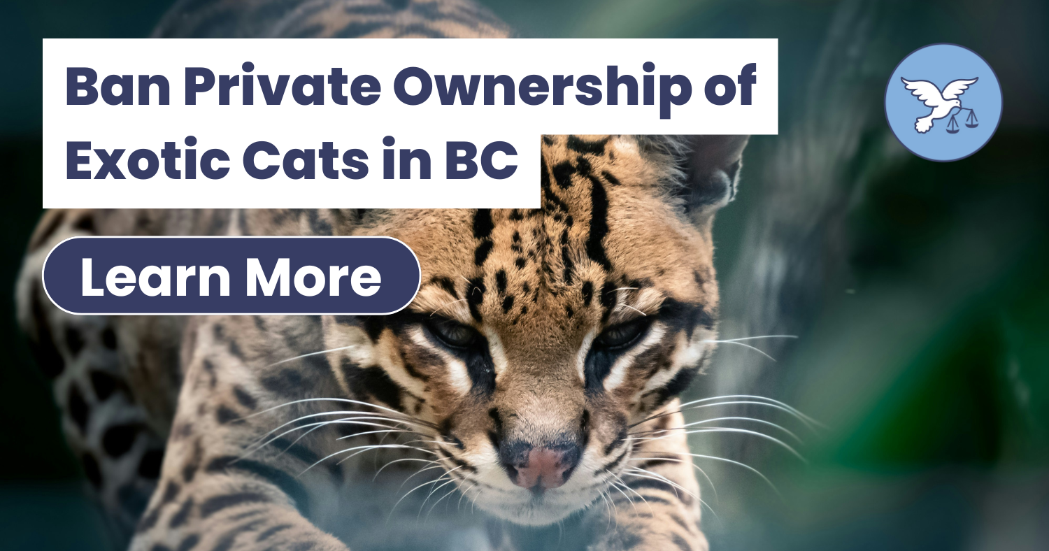 Ban Private Ownership of Exotic Cats in BC - Animal Justice